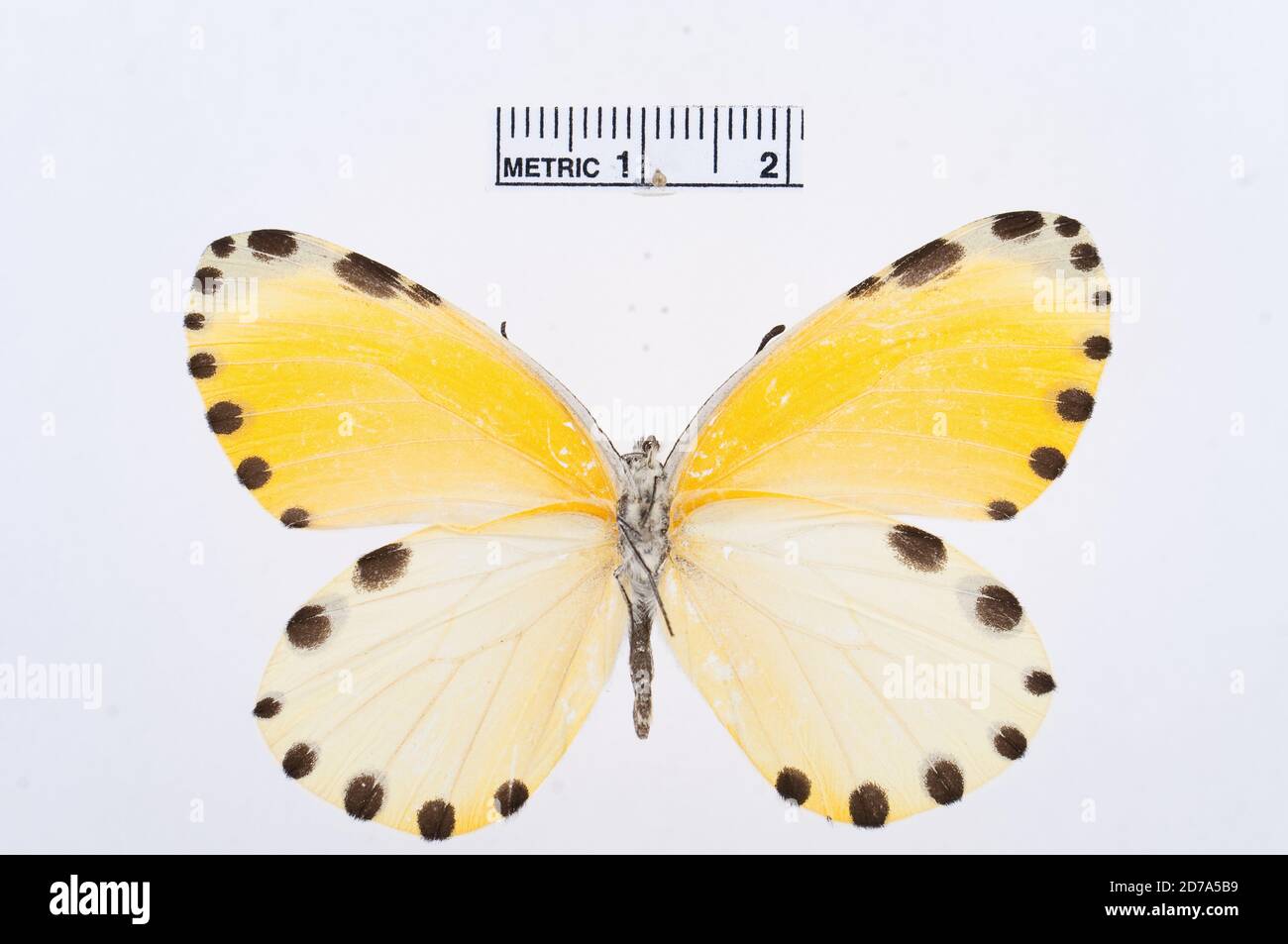 Mylothris splendens, Animalia, Arthropoda, Hexapoda, Insecta ...