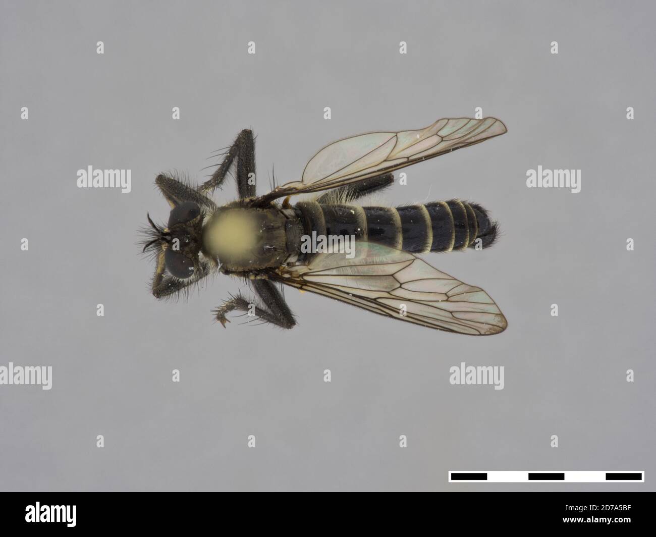 NSG Marienfließ, Kreis Prignitz, Brandenburg, Germany, Lasiopogon ...