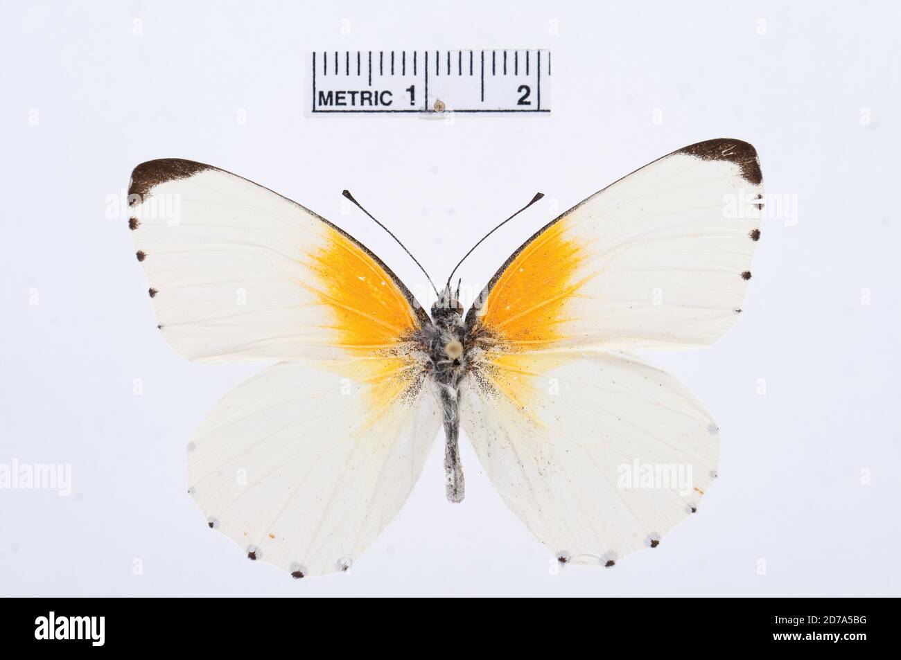 Pinned, Mylothris rueppellii, Animalia, Arthropoda, Hexapoda, Insecta ...