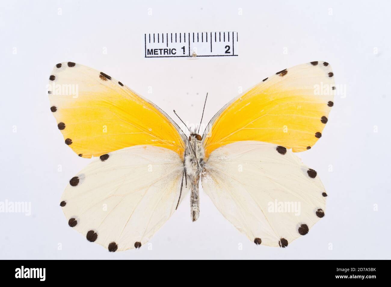 Mylothris splendens hi-res stock photography and images - Alamy