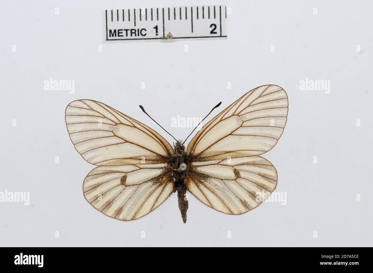 Aporia peloria, Animalia, Arthropoda, Hexapoda, Insecta, Lepidoptera ...