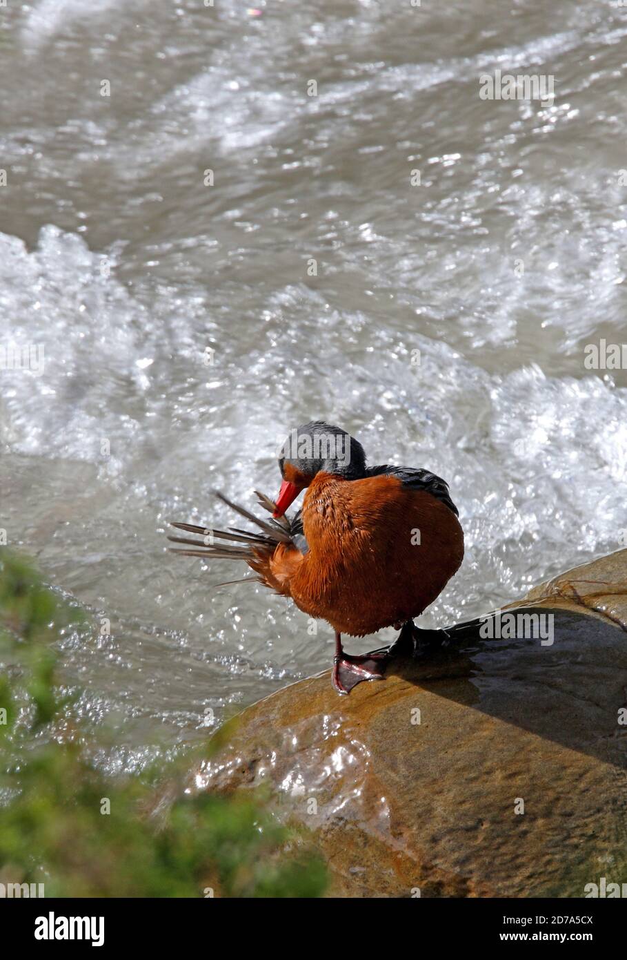 Torrent Duck (Merganetta armata berlepschi) adult female standing on ...