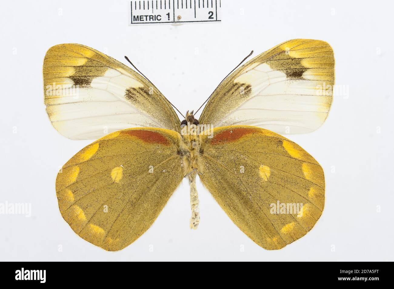 Delias apoensis talbot hi-res stock photography and images - Alamy