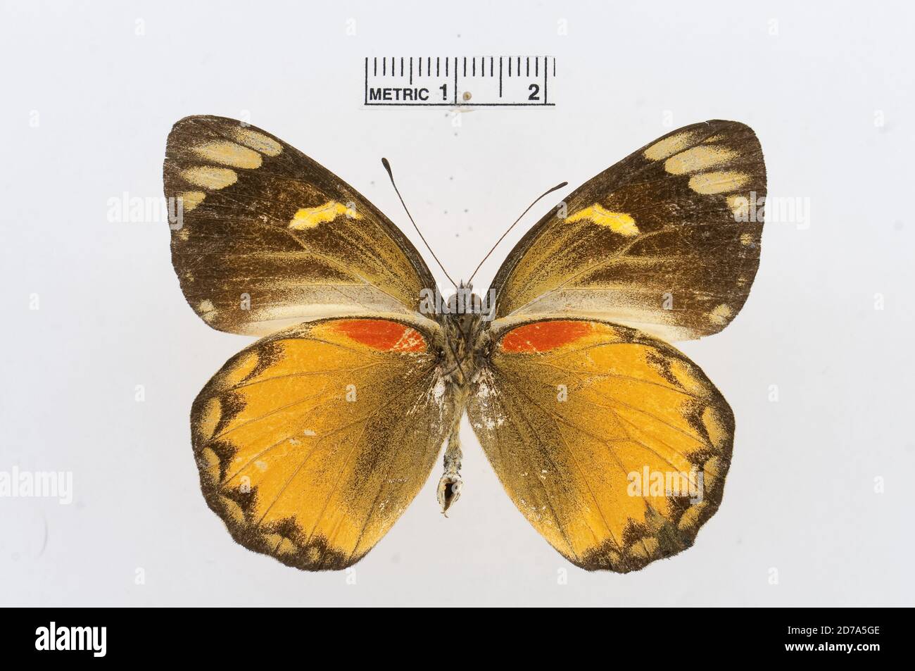 Delias aurantia, Animalia, Arthropoda, Hexapoda, Insecta, Lepidoptera ...
