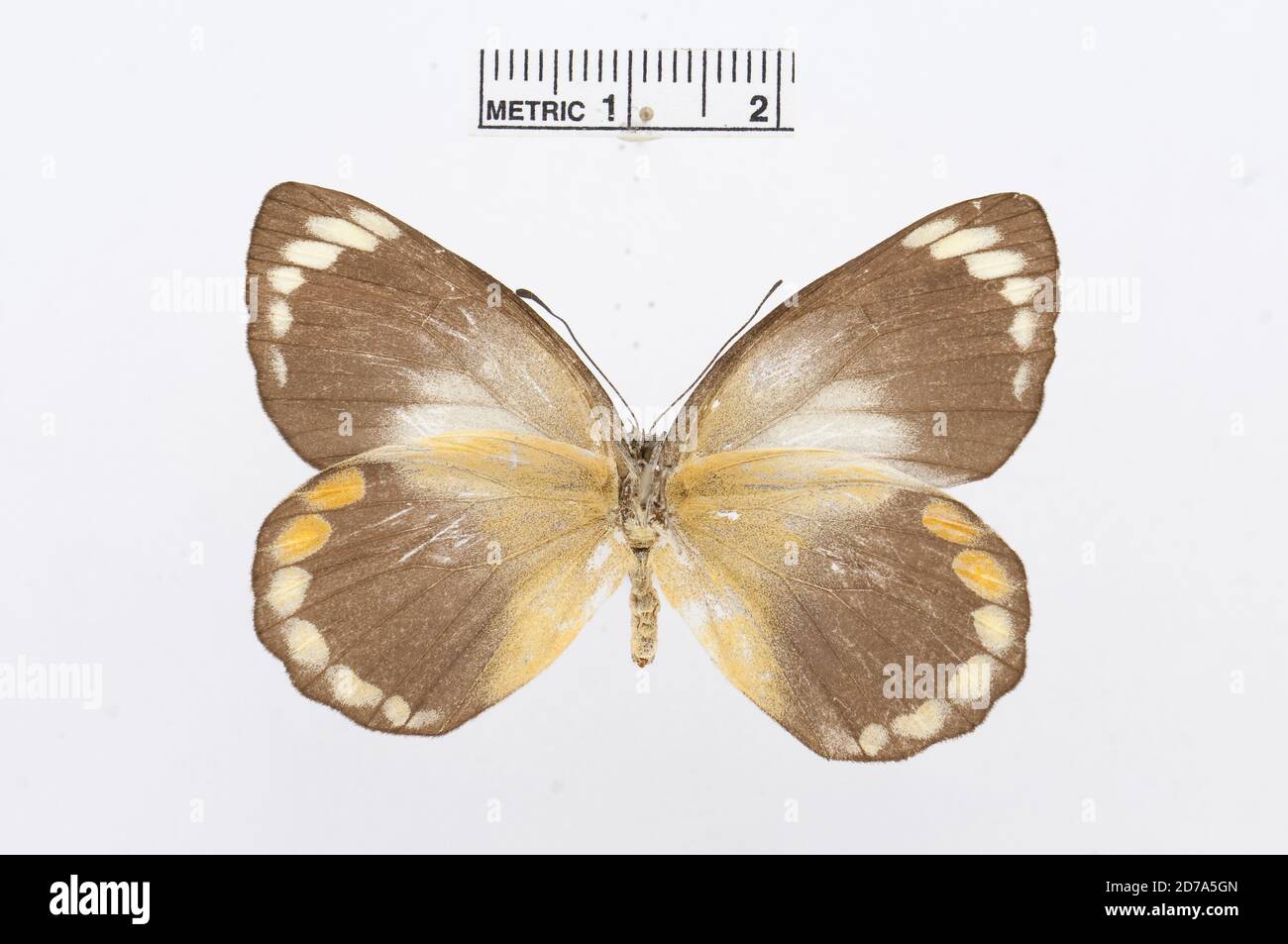 Biaka hi-res stock photography and images - Alamy