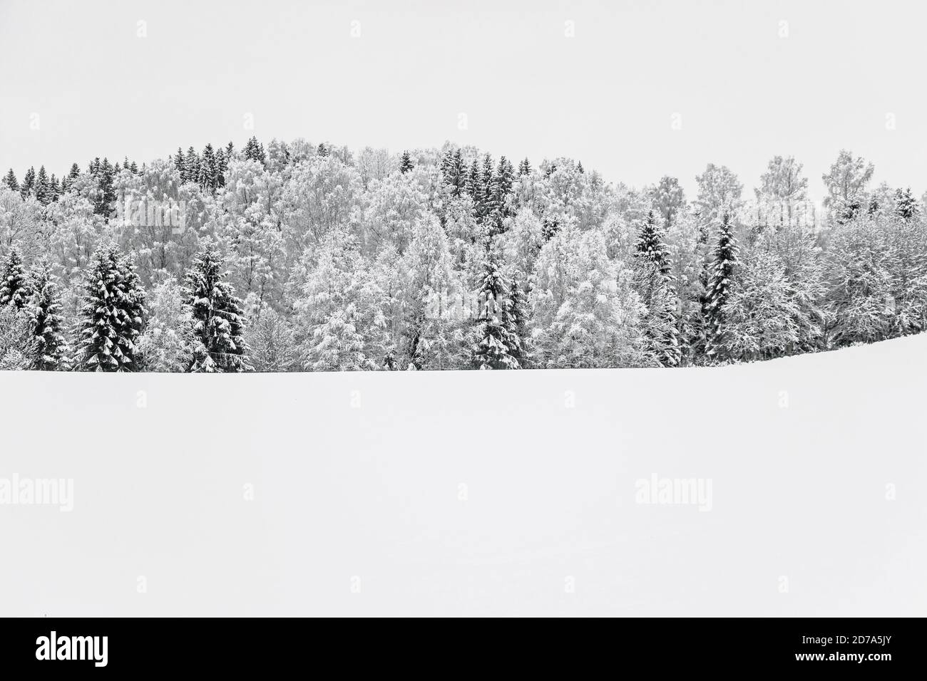 winter landscape of trees in empty snow field in countryside Stock ...