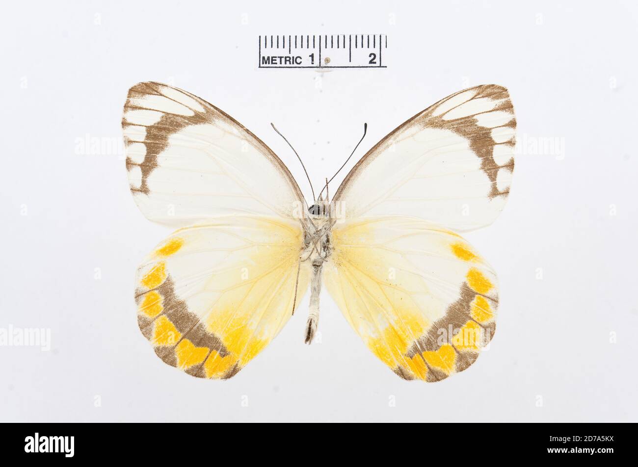 Delias candida, Animalia, Arthropoda, Hexapoda, Insecta, Lepidoptera ...
