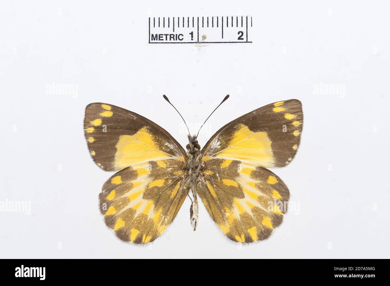 Delias citrona hi-res stock photography and images - Alamy