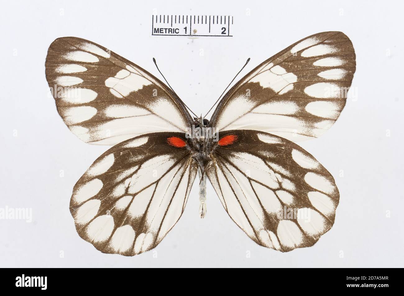 Delias diaphana, Animalia, Arthropoda, Hexapoda, Insecta, Lepidoptera ...