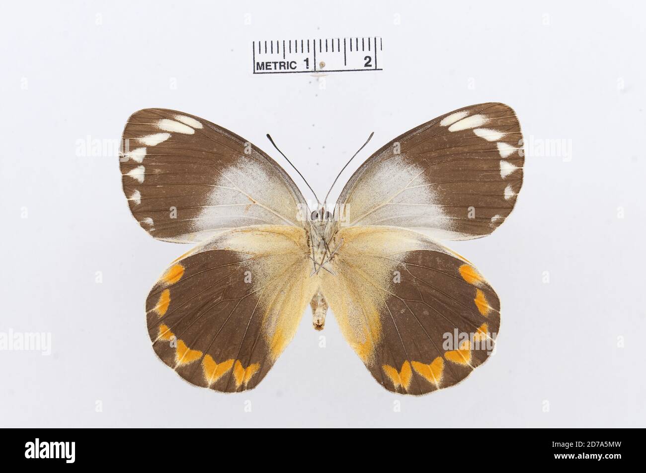 Pinned, Delias candida, Animalia, Arthropoda, Hexapoda, Insecta ...