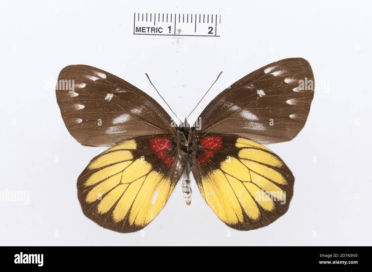 Pinned, Delias crithoe, Animalia, Arthropoda, Hexapoda, Insecta ...