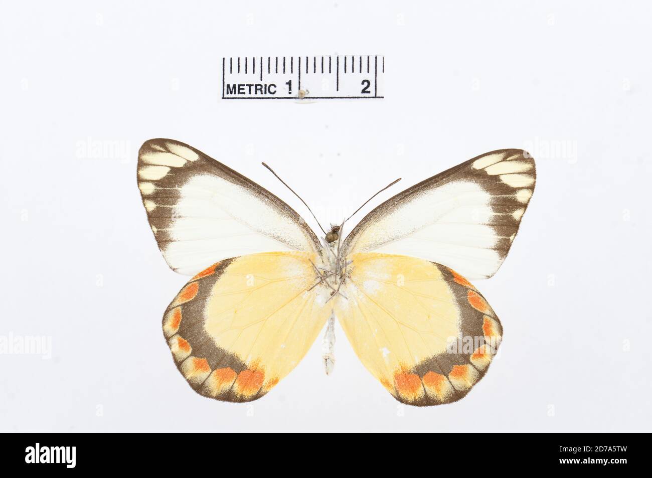 Delias fasciata hi-res stock photography and images - Alamy