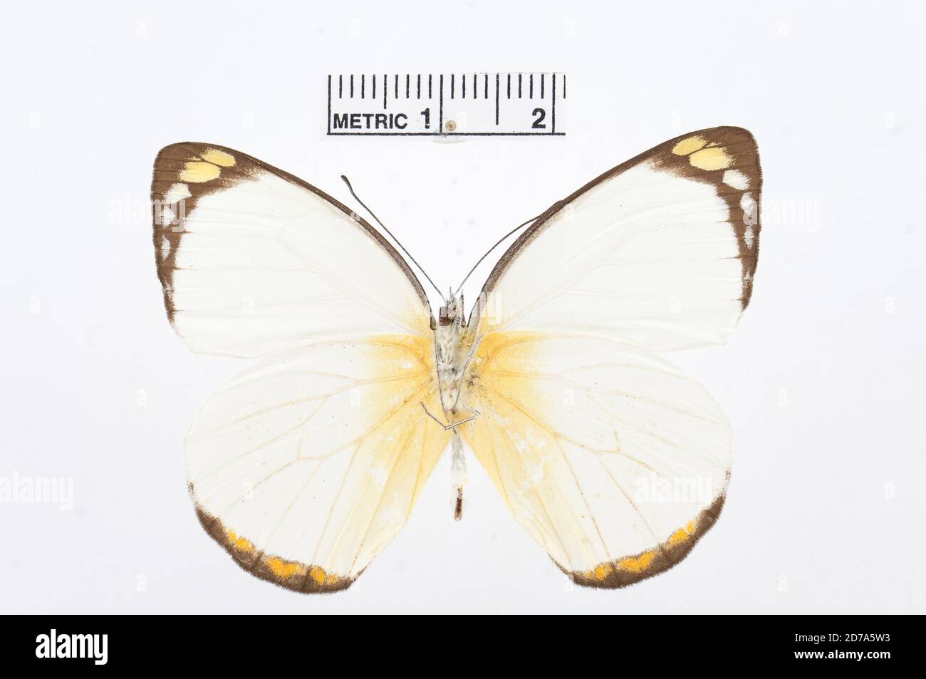 Delias ennia, Animalia, Arthropoda, Hexapoda, Insecta, Lepidoptera ...