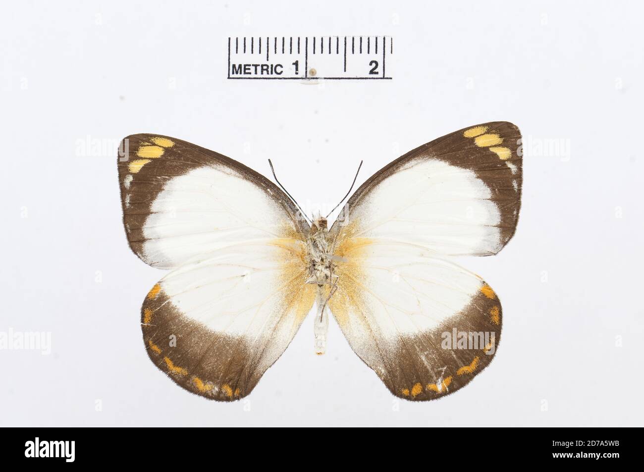 Delias ennia, Animalia, Arthropoda, Hexapoda, Insecta, Lepidoptera ...