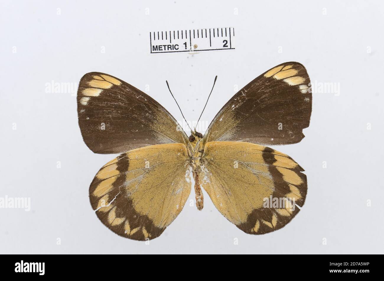 Pinned, Delias echidna, Animalia, Arthropoda, Hexapoda, Insecta ...