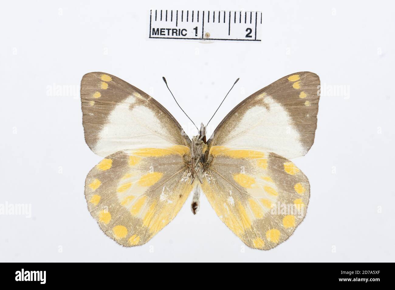 Delias geraldina, Animalia, Arthropoda, Hexapoda, Insecta, Lepidoptera ...