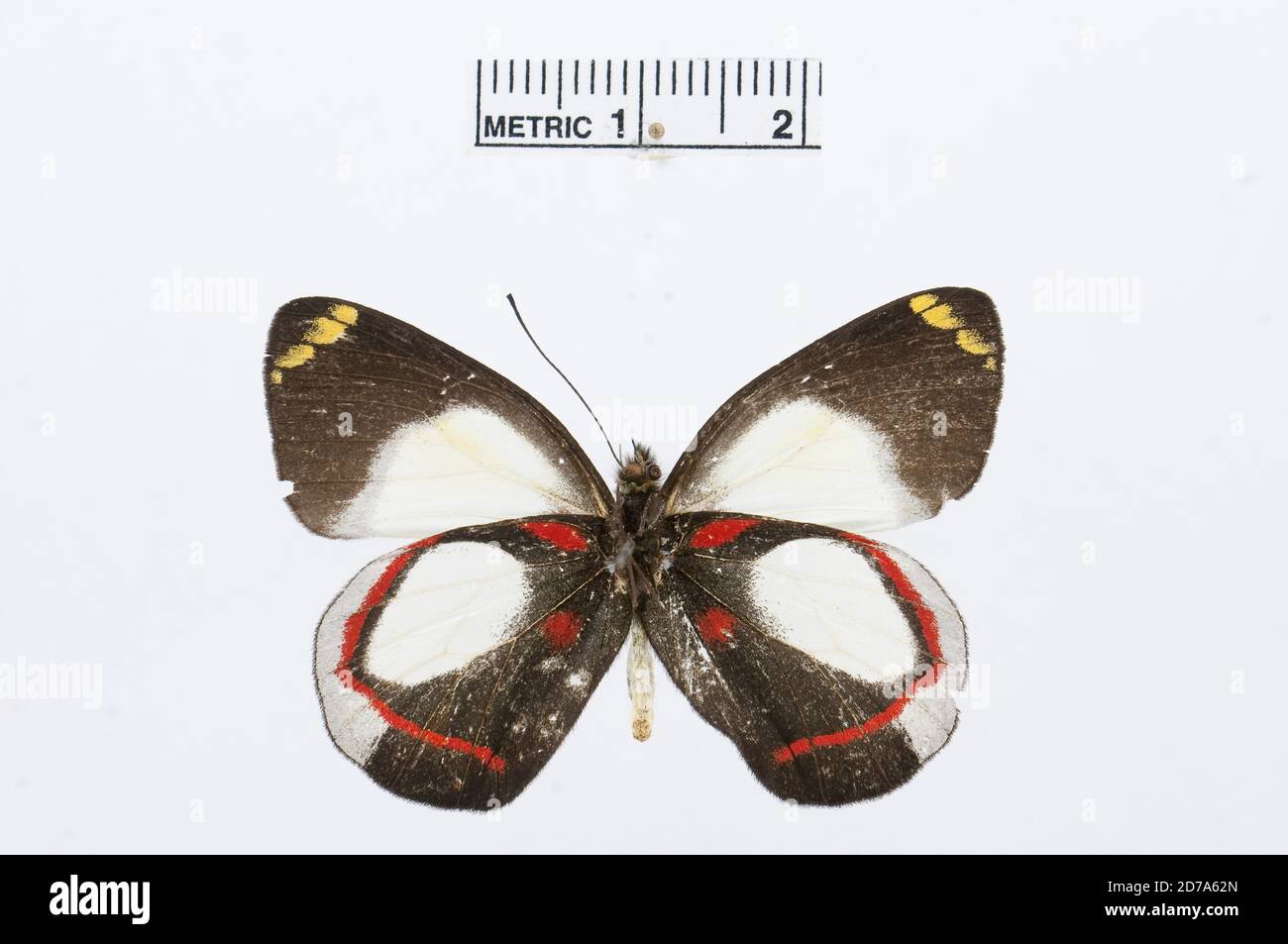 Delias ligata, Animalia, Arthropoda, Hexapoda, Insecta, Lepidoptera ...