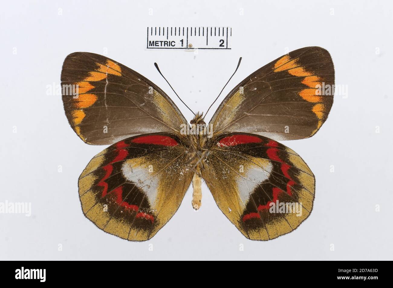 Pinned, Delias joiceyi, Animalia, Arthropoda, Hexapoda, Insecta ...