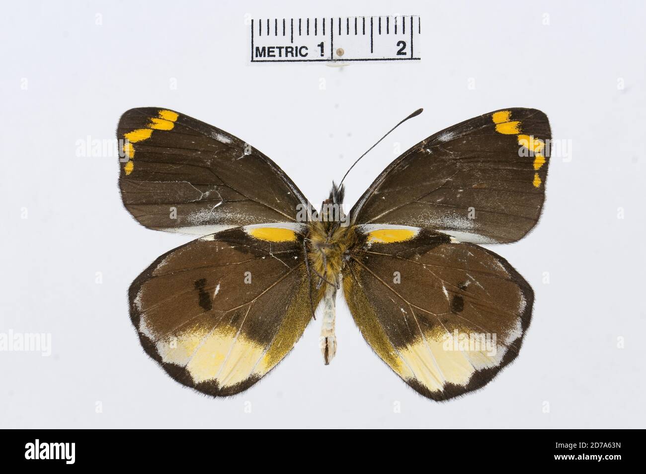 Pinned, Delias mira, Animalia, Arthropoda, Hexapoda, Insecta ...