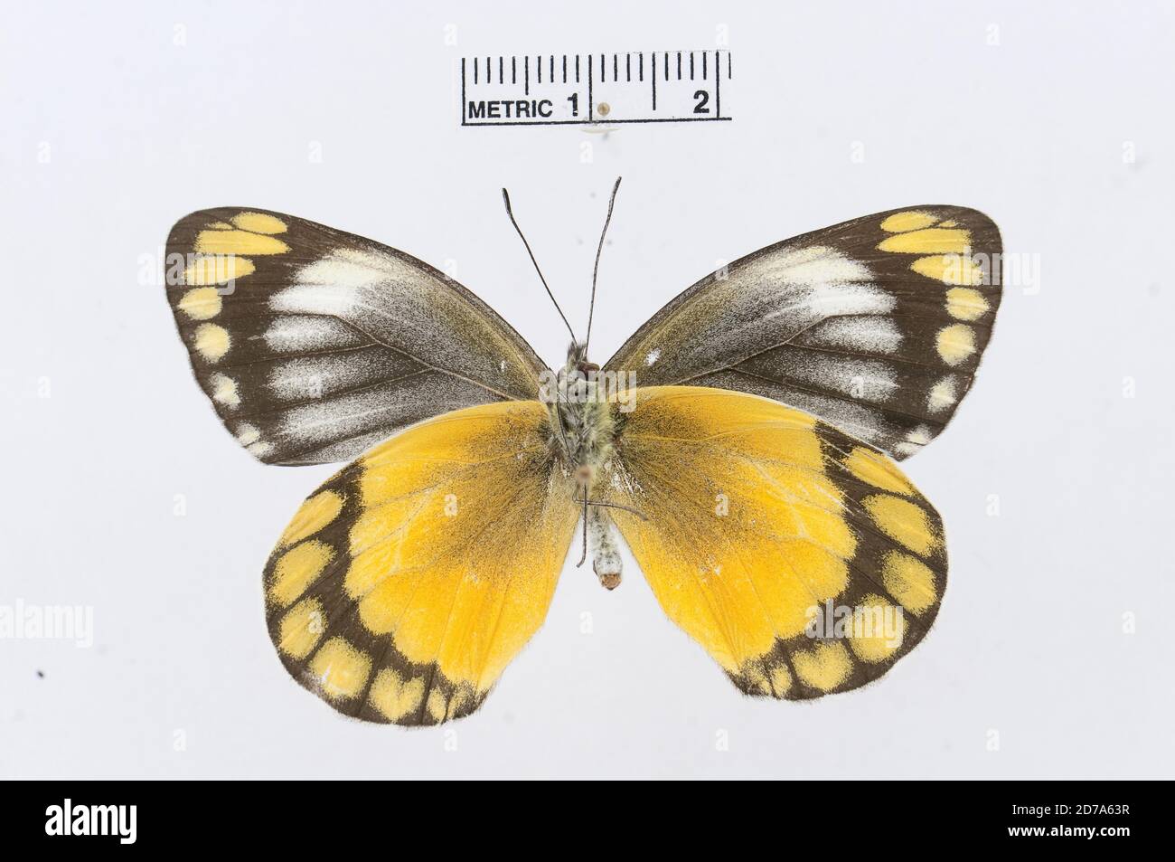 Melusina hi-res stock photography and images - Alamy