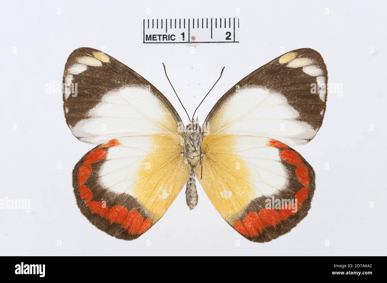 Pinned, Delias mysis, Animalia, Arthropoda, Hexapoda, Insecta ...