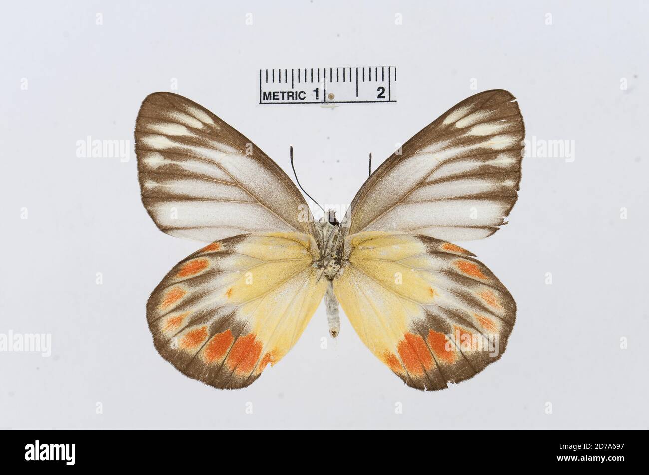 Delias periboea hi-res stock photography and images - Alamy