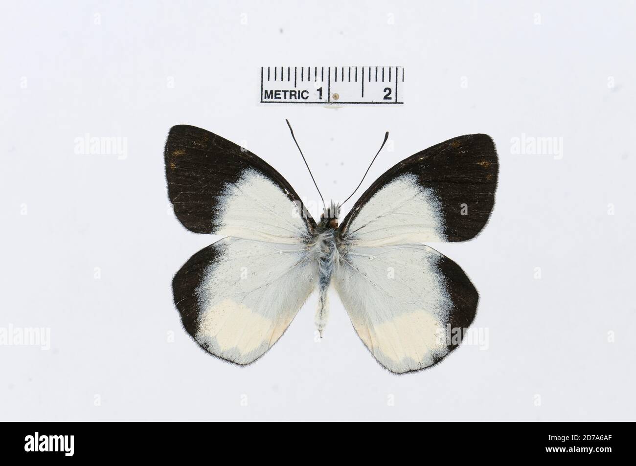 Delias roepkei hi-res stock photography and images - Alamy