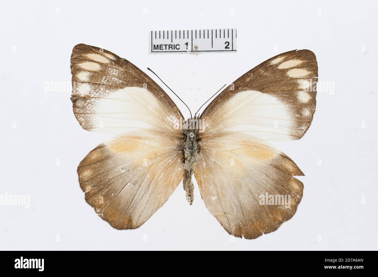 Delias ribbei, Animalia, Arthropoda, Hexapoda, Insecta, Lepidoptera ...