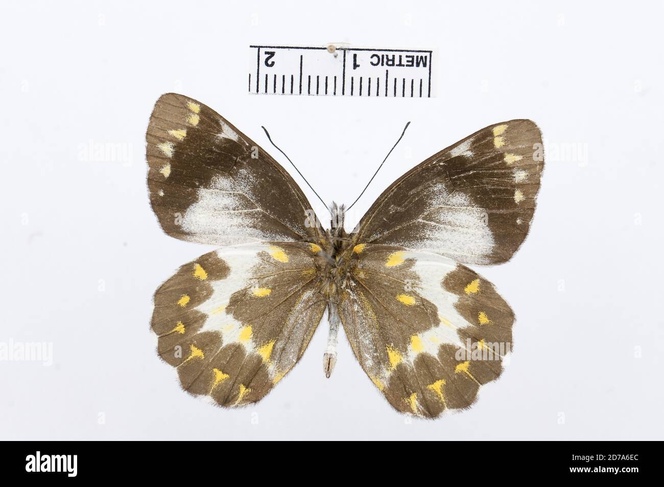 Pinned, Delias vollmani, Animalia, Arthropoda, Hexapoda, Insecta ...