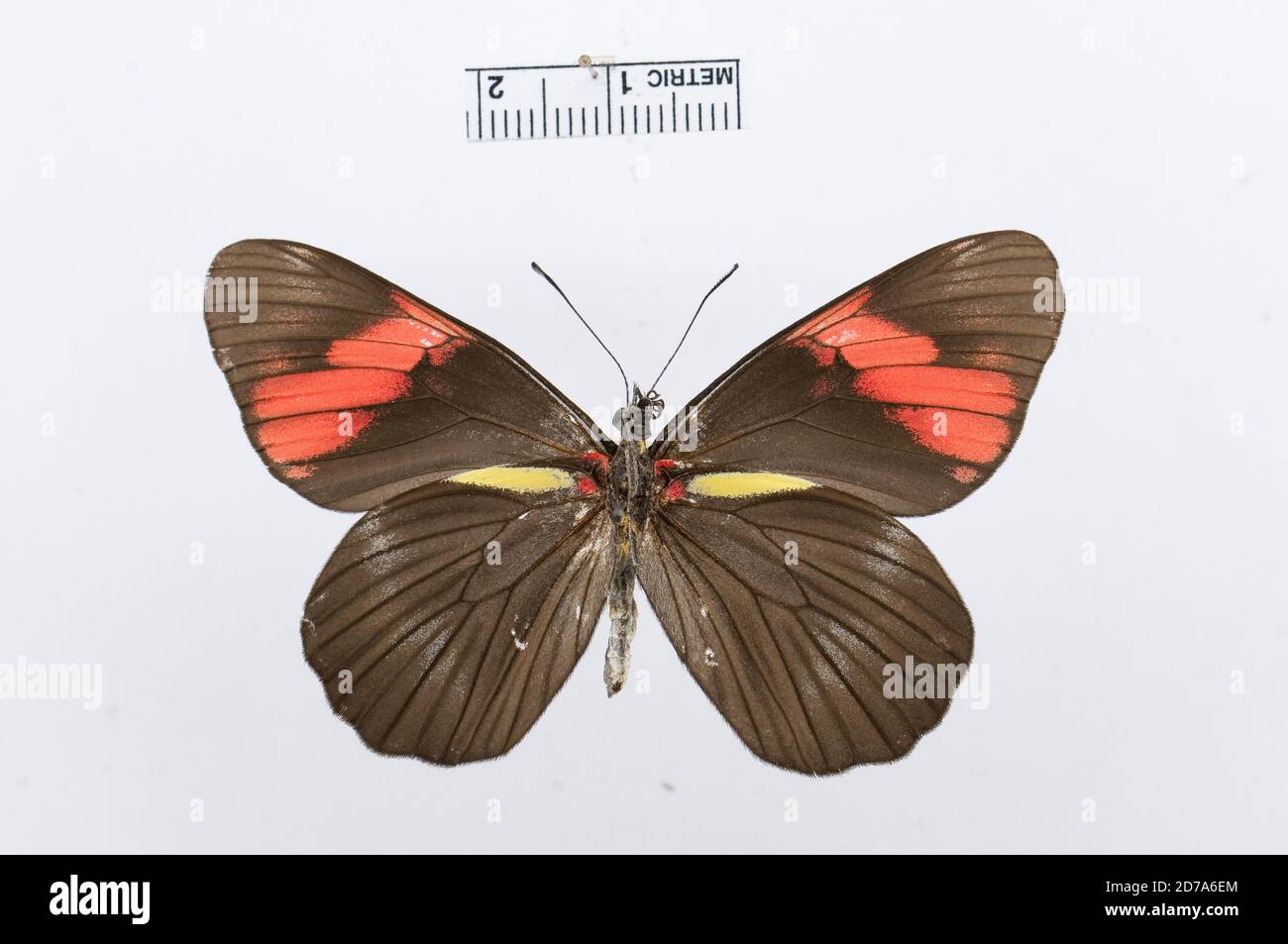 Pinned, Pereute swainsoni, Animalia, Arthropoda, Hexapoda, Insecta ...