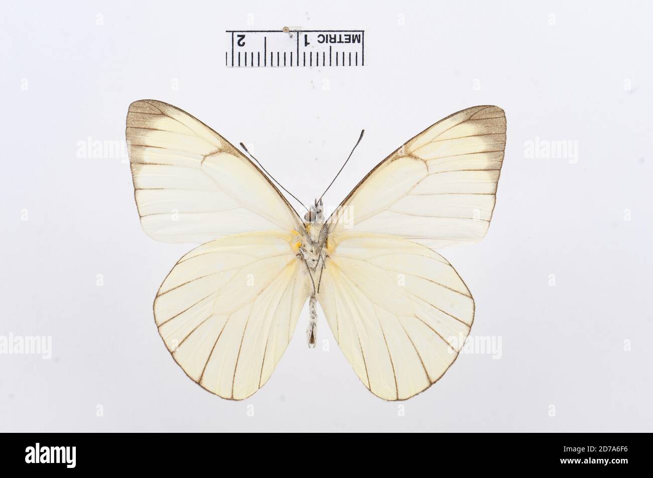 Melete leucanthe, Animalia, Arthropoda, Hexapoda, Insecta, Lepidoptera ...