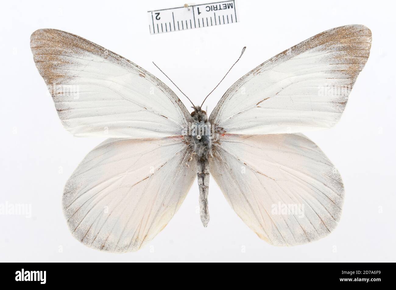 Delias zebuda, Animalia, Arthropoda, Hexapoda, Insecta, Lepidoptera ...