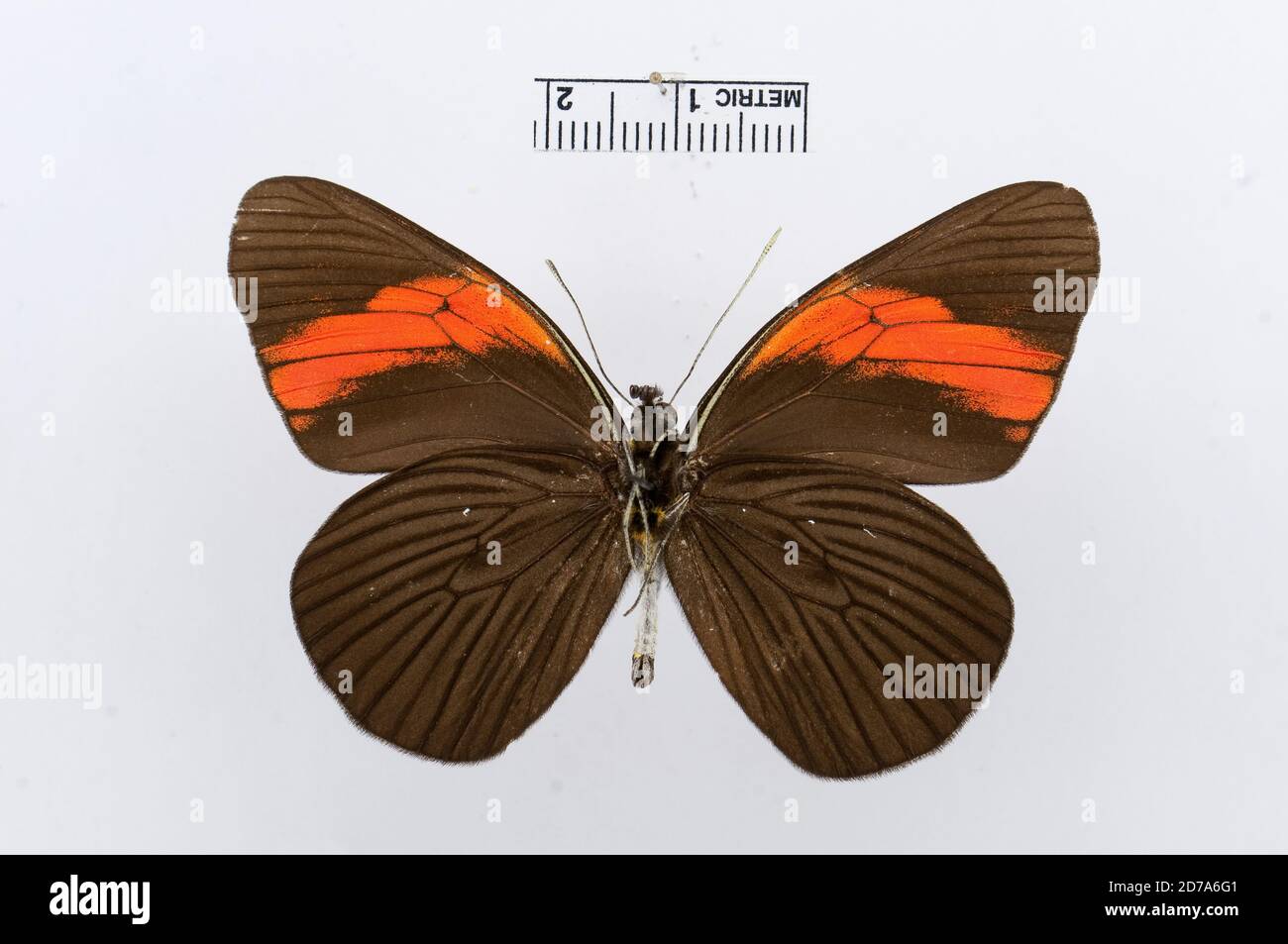 Pinned, Pereute callinira, Animalia, Arthropoda, Hexapoda, Insecta ...