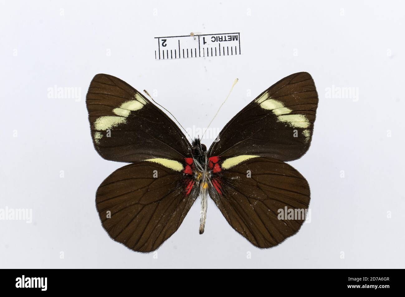 Pinned, Pereute lindemannae, Animalia, Arthropoda, Hexapoda, Insecta ...