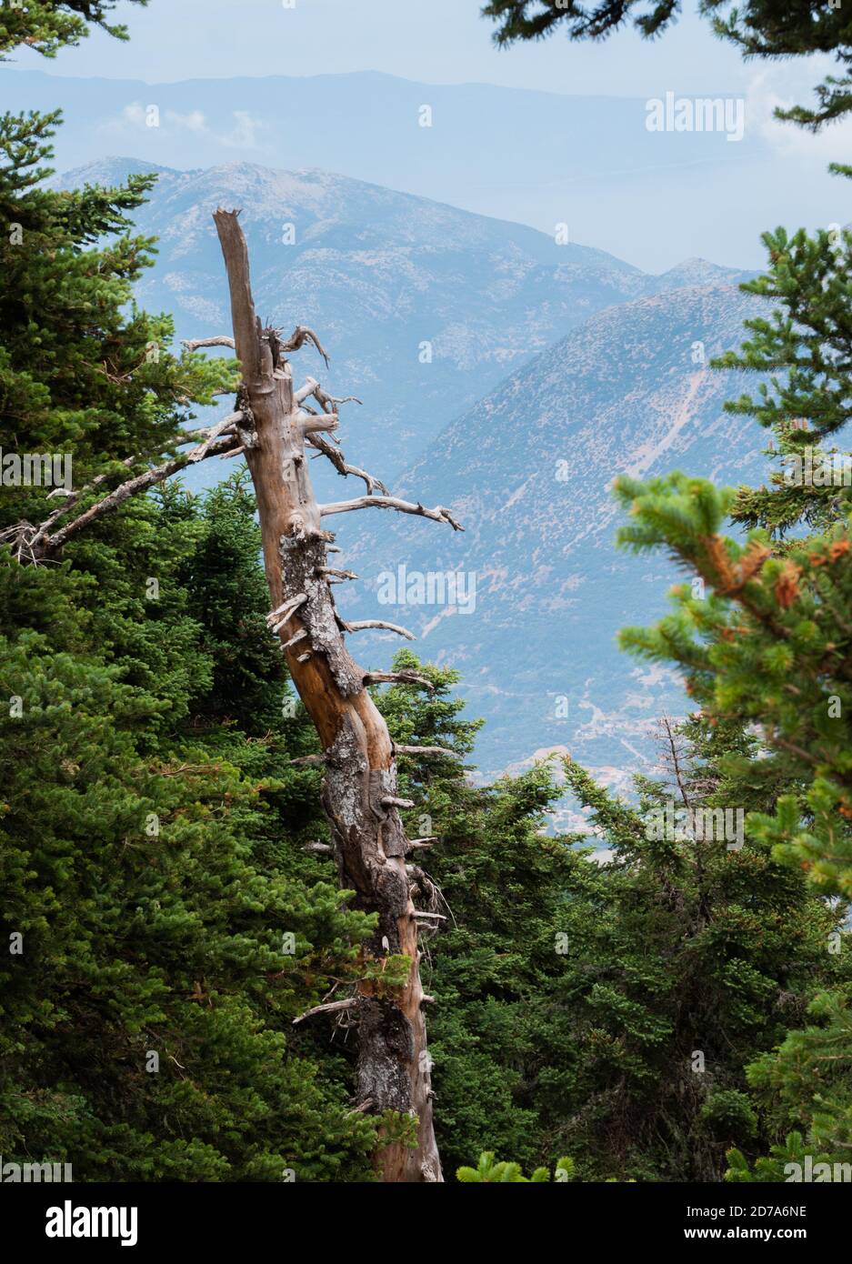 Dried tree on the lush coniferous trees and picturesque nature ...
