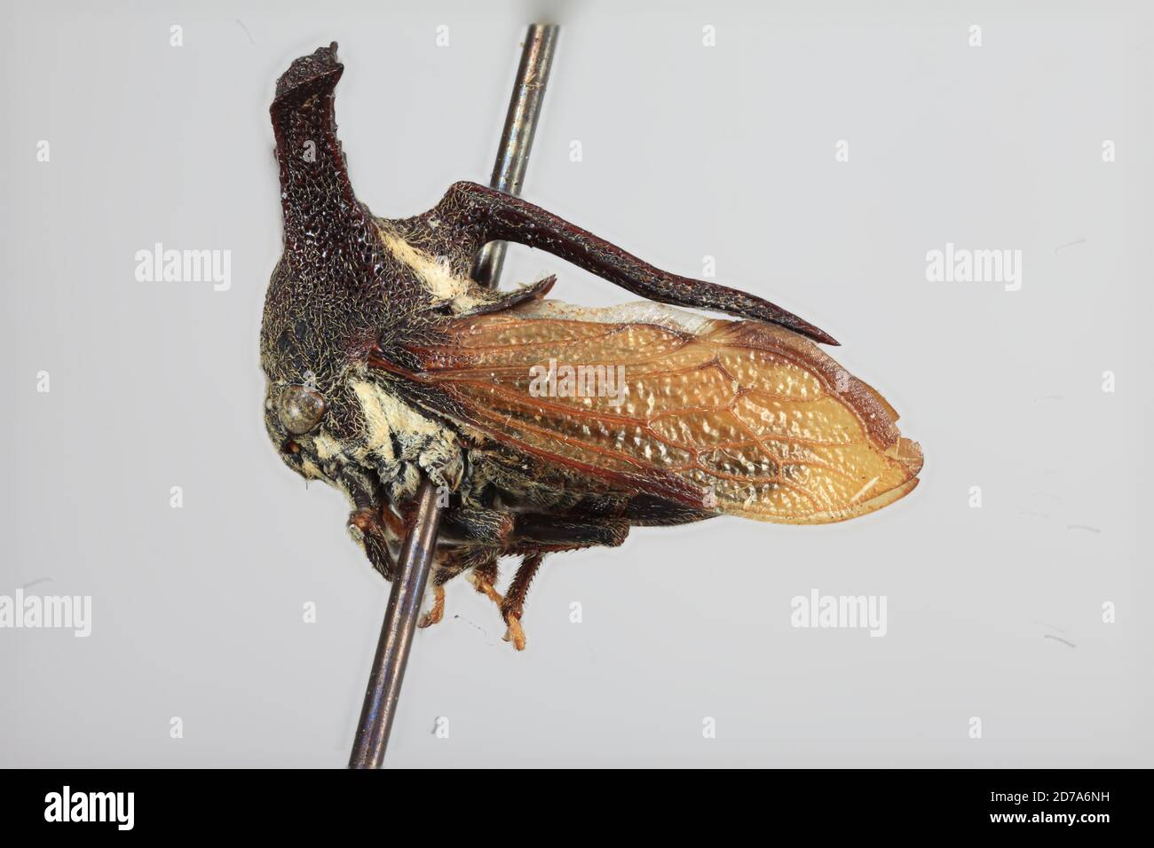 Anchon gunni funkhouser hi-res stock photography and images - Alamy