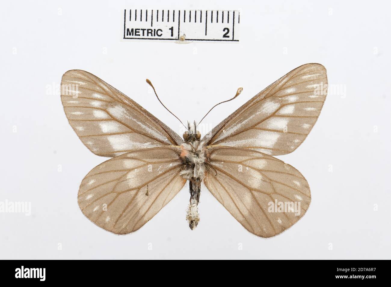 Eucheira socialis, Animalia, Arthropoda, Hexapoda, Insecta, Lepidoptera ...