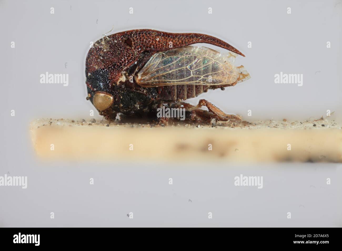 Crito minutus goding hi-res stock photography and images - Alamy