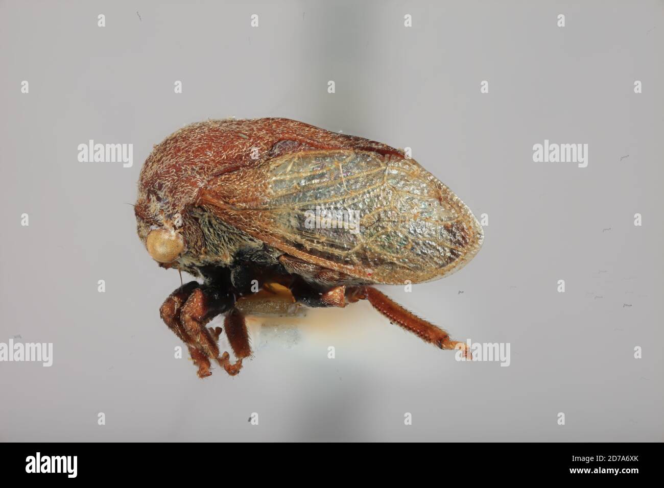 Mt. Makiling, Luzon, Luzon, Philippines, Gargara brunnea Funkhouser ...