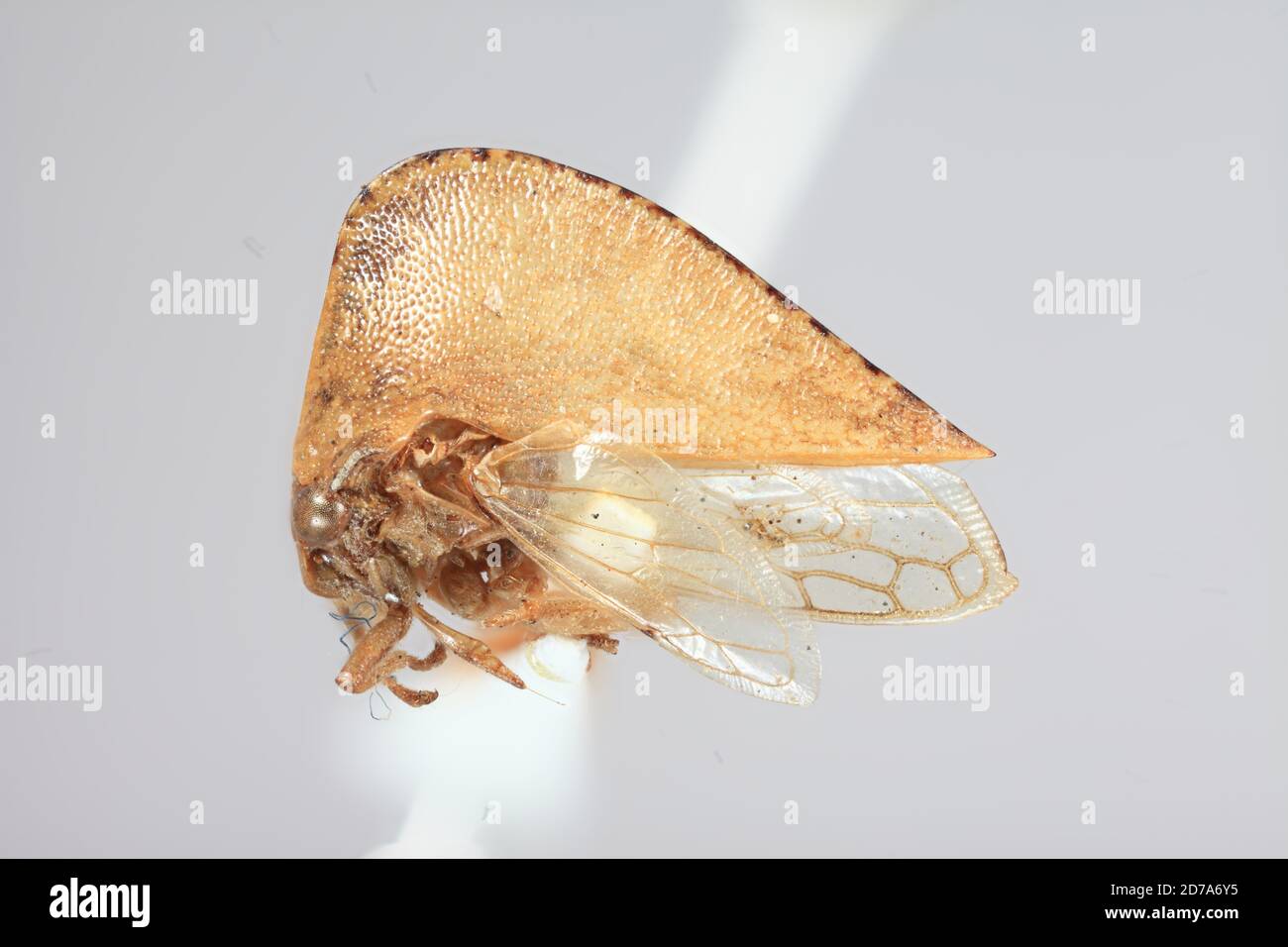 Atymna emarginata goding hi-res stock photography and images - Alamy