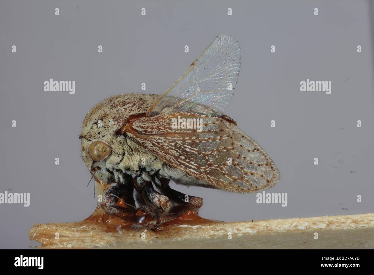 Manila, P.I, Luzon, Philippines, Gargara grisea Funkhouser, 1919 ...