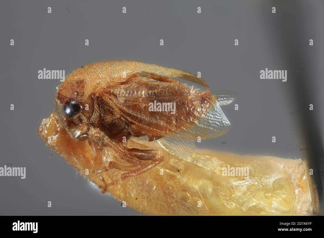 Gargara fragila funkhouser hi-res stock photography and images - Alamy