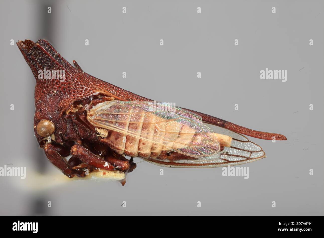 Western Australia, Australia, Daunus gracilis Goding, 1903, Animalia ...