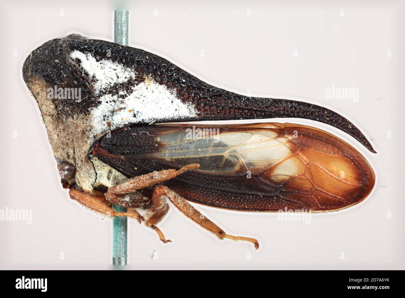 Iligan, Mindanao, Lanao del Norte, Philippines, Emphusis bakeri ...