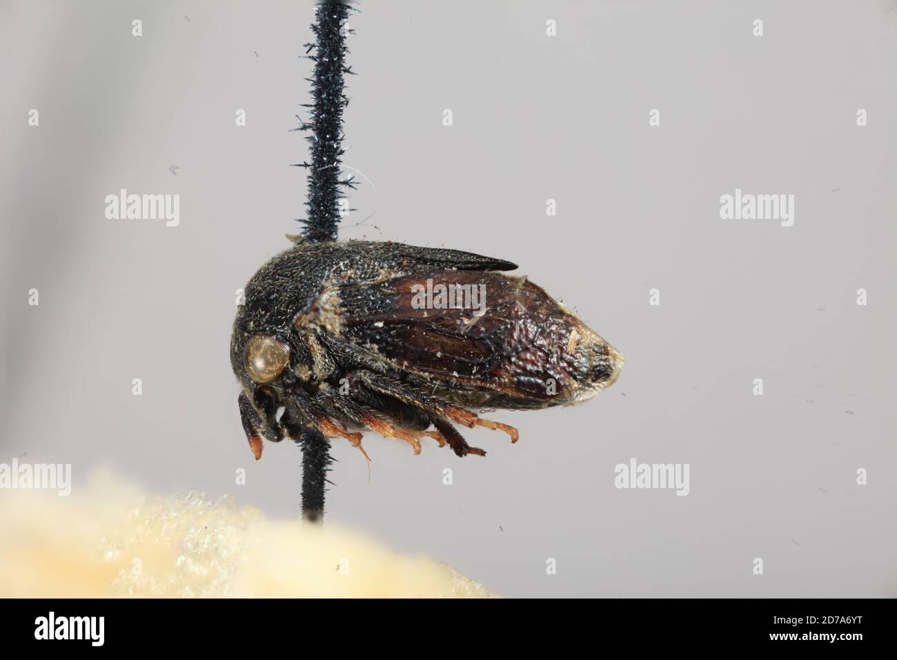 Banguey, Sabah, Malaysia, Gargara minuta Funkhouser, 1914, Animalia ...