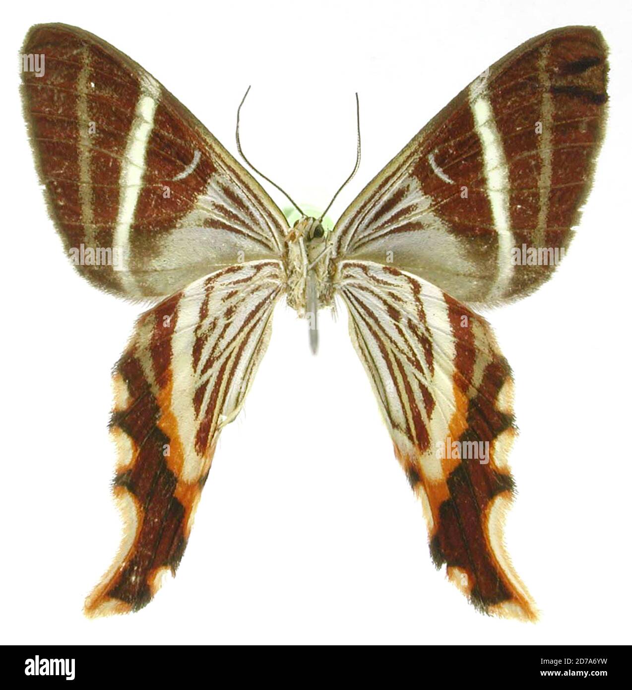 Erateina aida dognin hi-res stock photography and images - Alamy