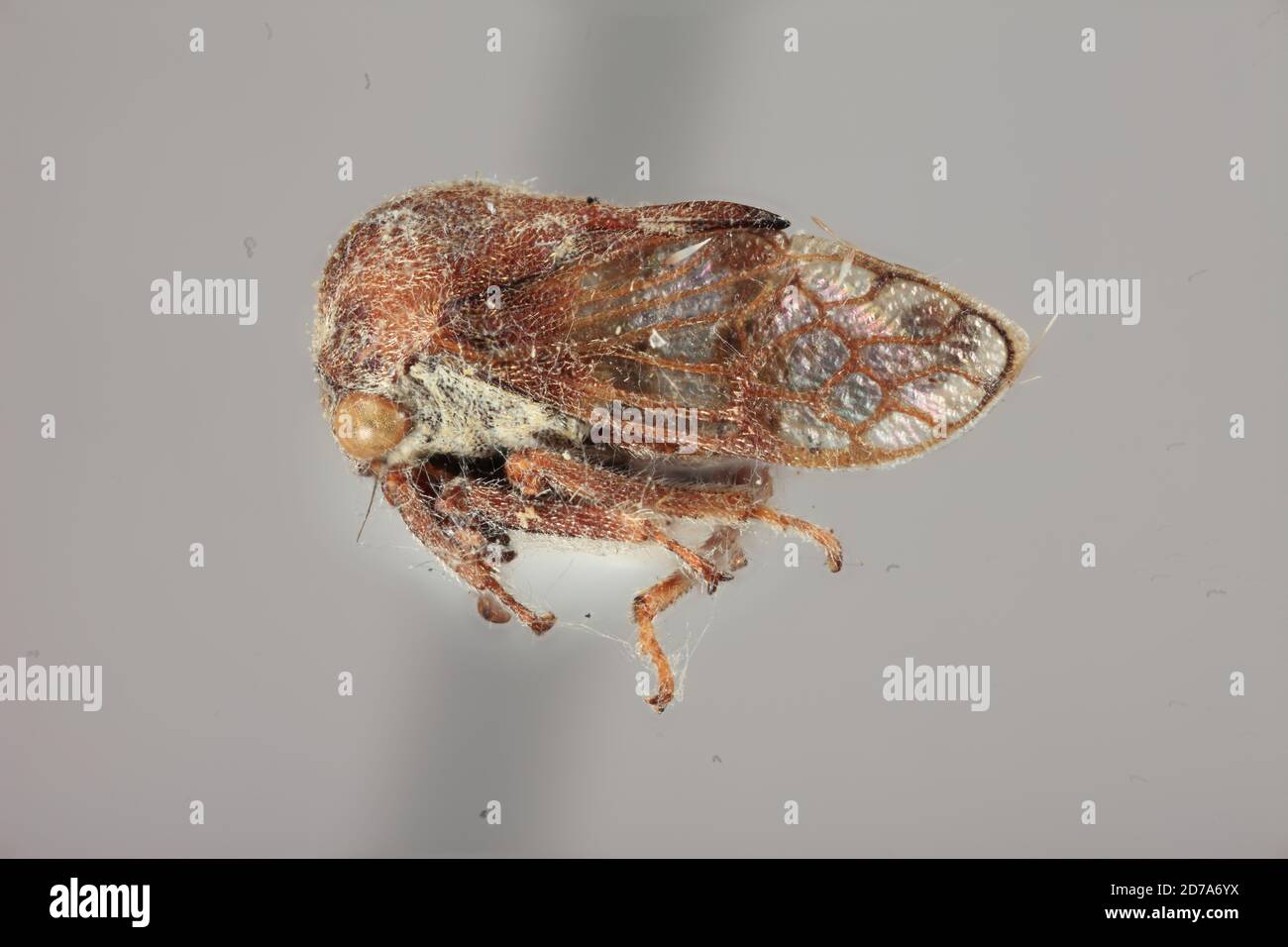 Singapore, Gargara nervosa Funkhouser, 1918, Animalia, Arthropoda ...