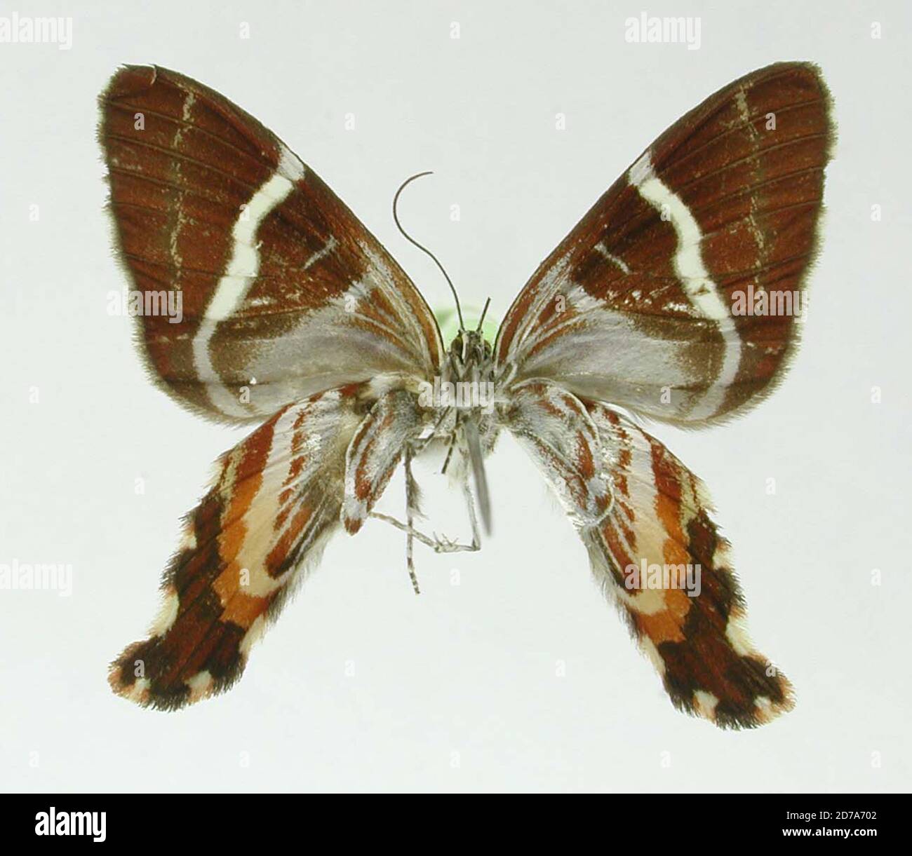 Pinned, Colombia, Erateina alma Thierry-Mieg, 1893, Animalia ...