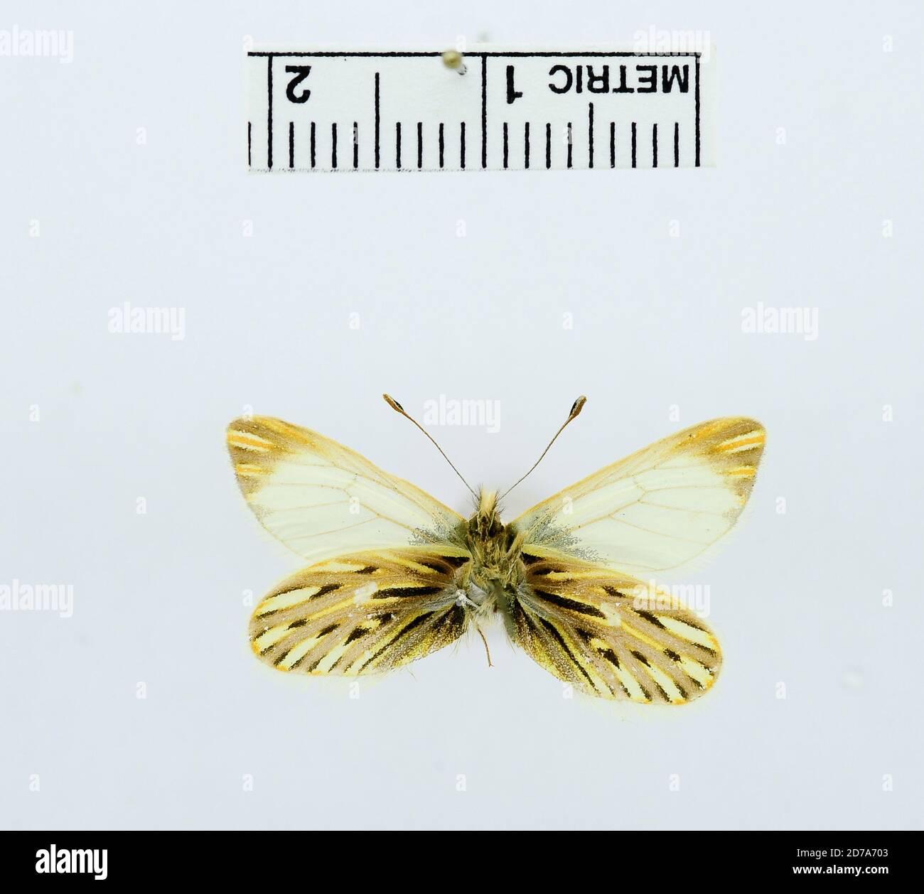 San Jose, Pasco, Peru, Infraphulia madeleinea Field & Herrera, 1977 ...