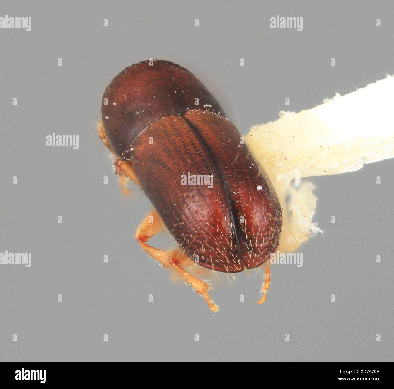 1965 animalia hi-res stock photography and images - Alamy